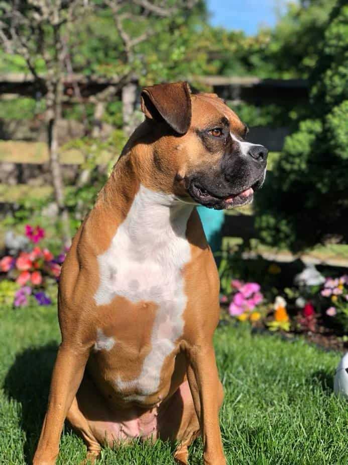 Boxer Rescue Ontario – Helping Boxers Since 2000!