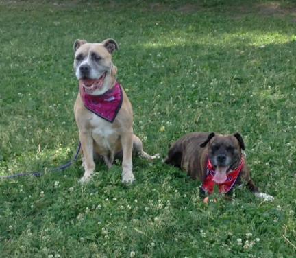 Dookie pic with kayla – Boxer Rescue Ontario