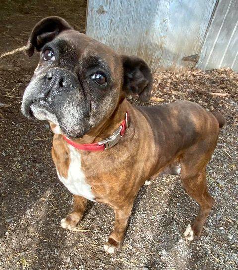 Boxer Rescue Ontario – Charity #85881 6283 RR0001